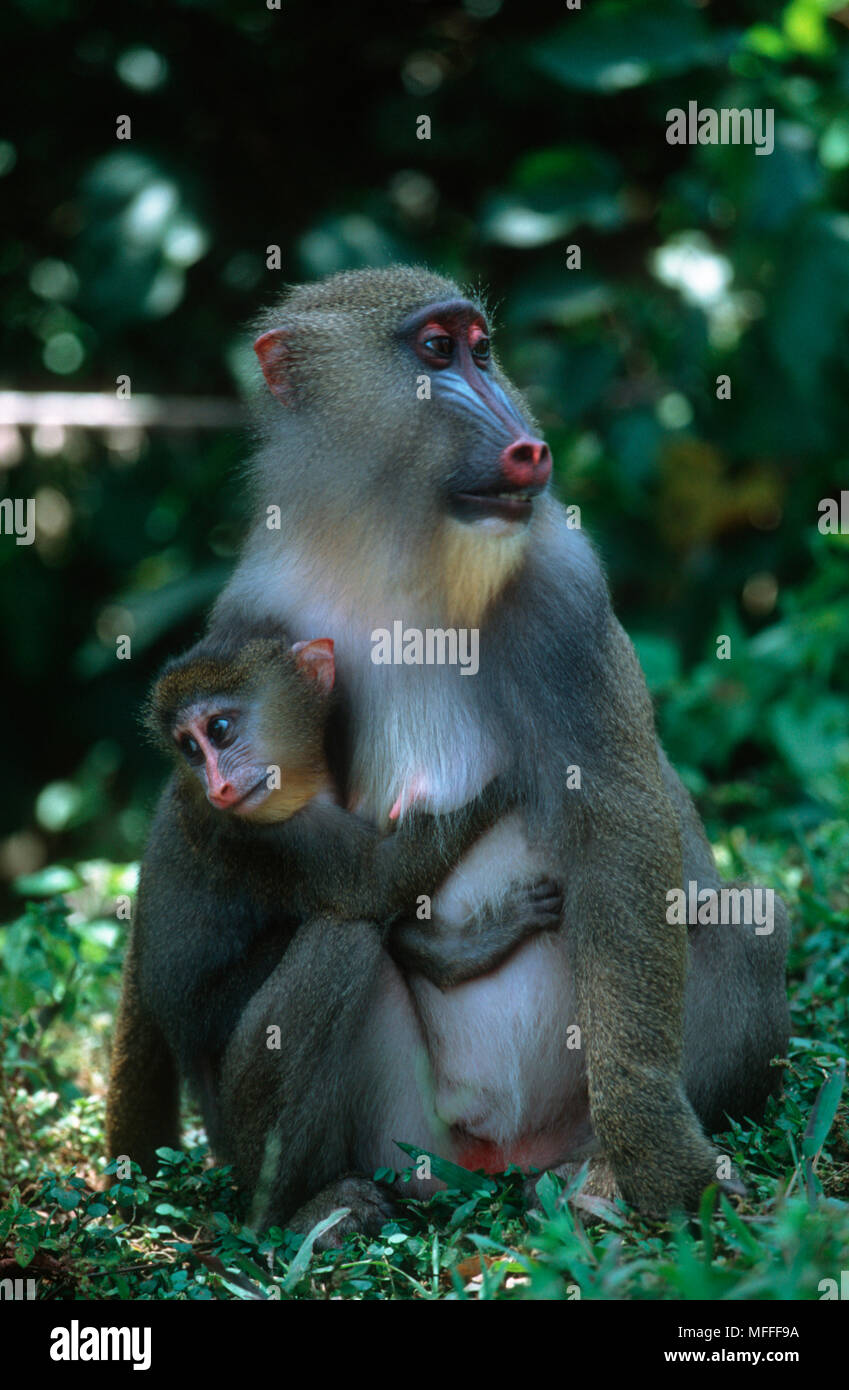 MANDRILL Mandrillus sphinx female with young. Endangered. Camaroon and ...