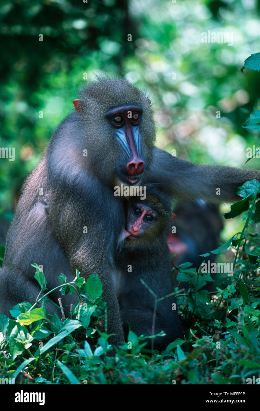 MANDRILL Mandrillus sphinx female with young. Endangered. Camaroon and ...