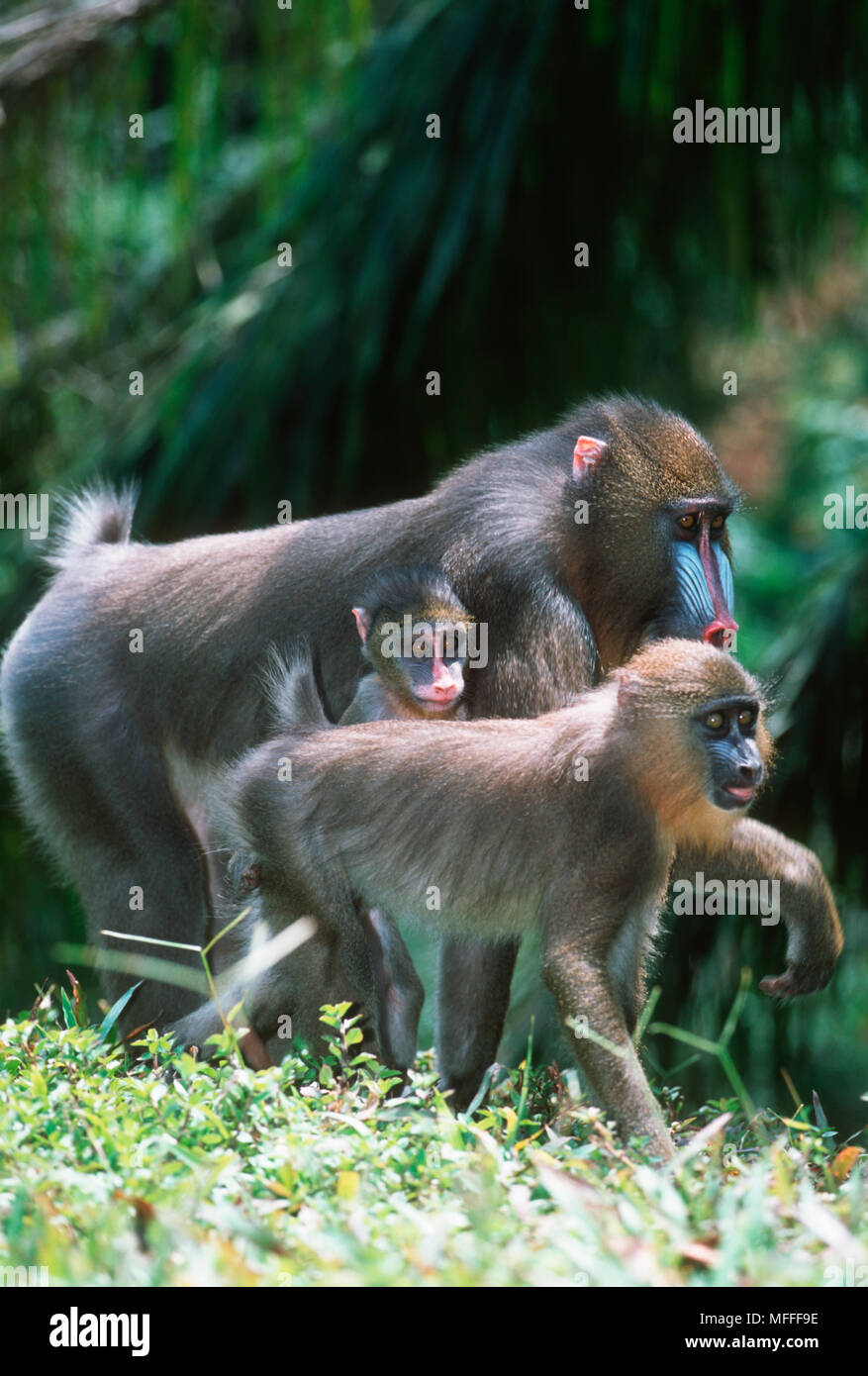 Mandrill female hi-res stock photography and images - Alamy