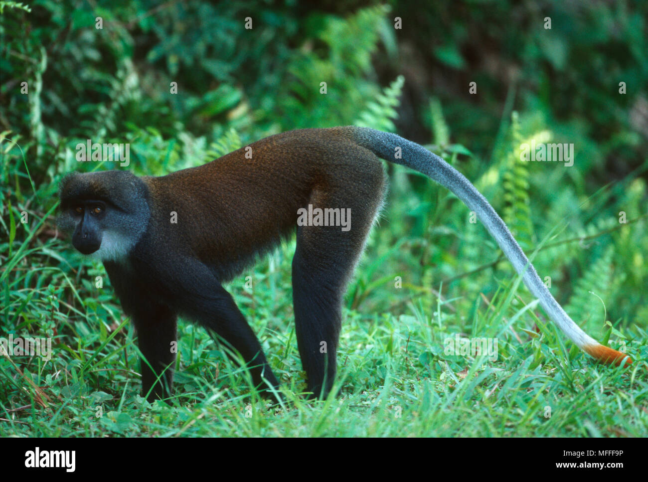 SUN-TAILED MONKEY Cercopithecus solatus Endemic to Gabon Recently ...