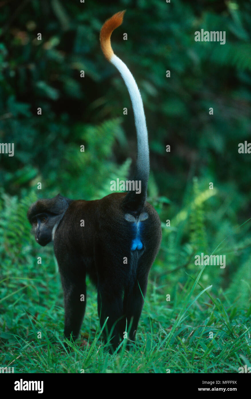 SUN-TAILED MONKEY Cercopithecus solatus Endemic to Gabon Recently ...