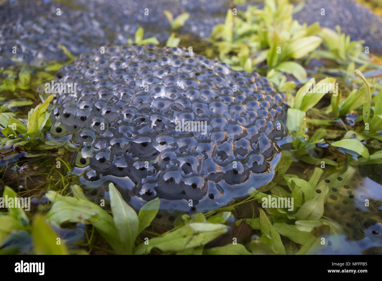 Common Frogs, Rana temporaria, spawn, frogs' spawn, in garden pond. UK ...