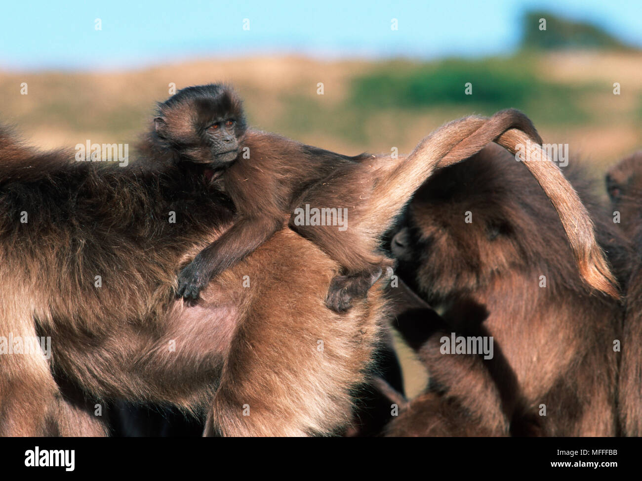 GELADA BABOONS Papio gelada Mother carrying young on back, Simien ...