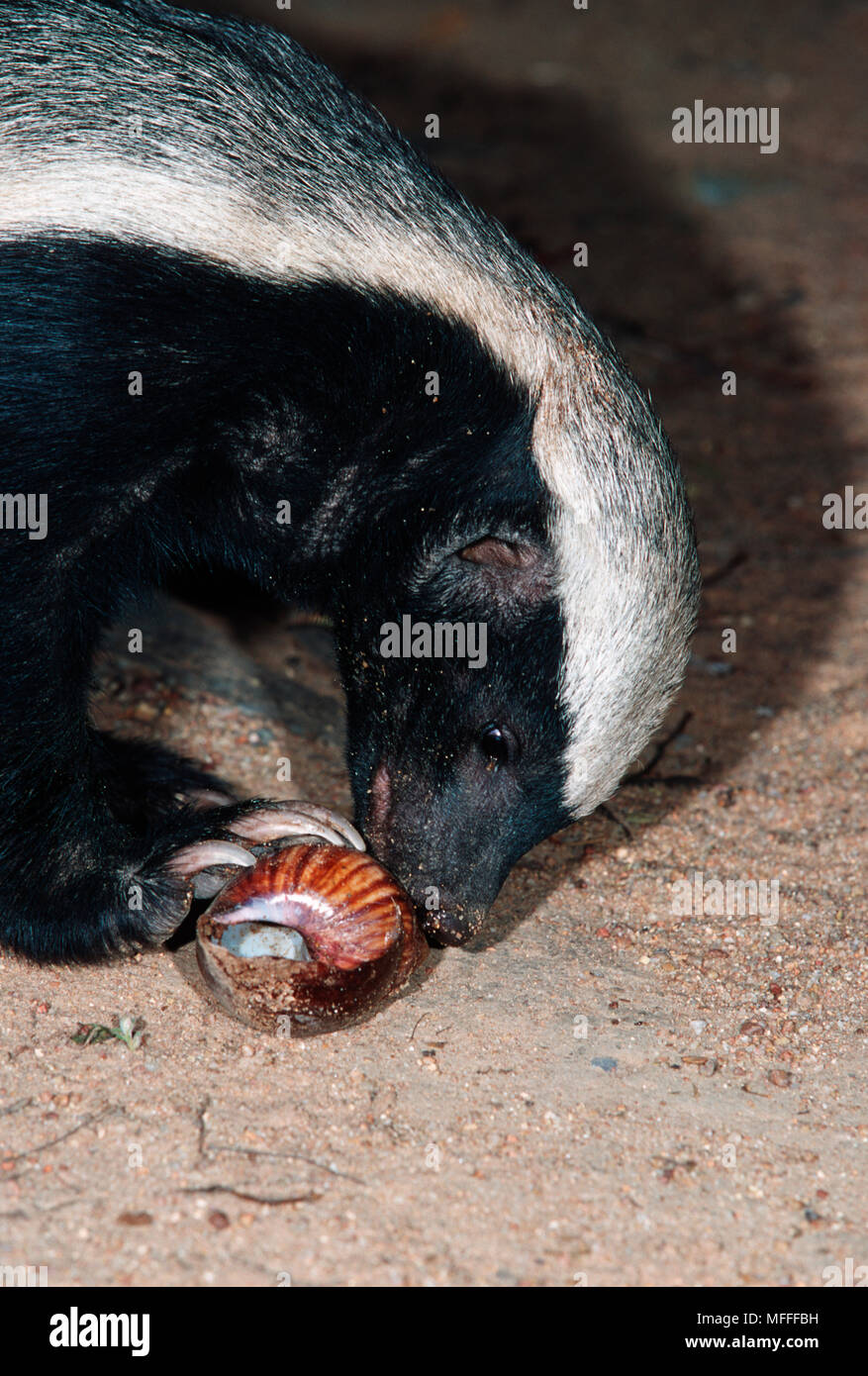 Badger Eating