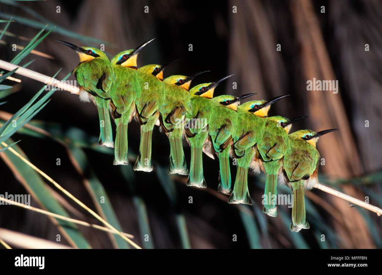 LITTLE BEE-EATERS roosting Merops pusillus Okovango Delta, Botswana ...