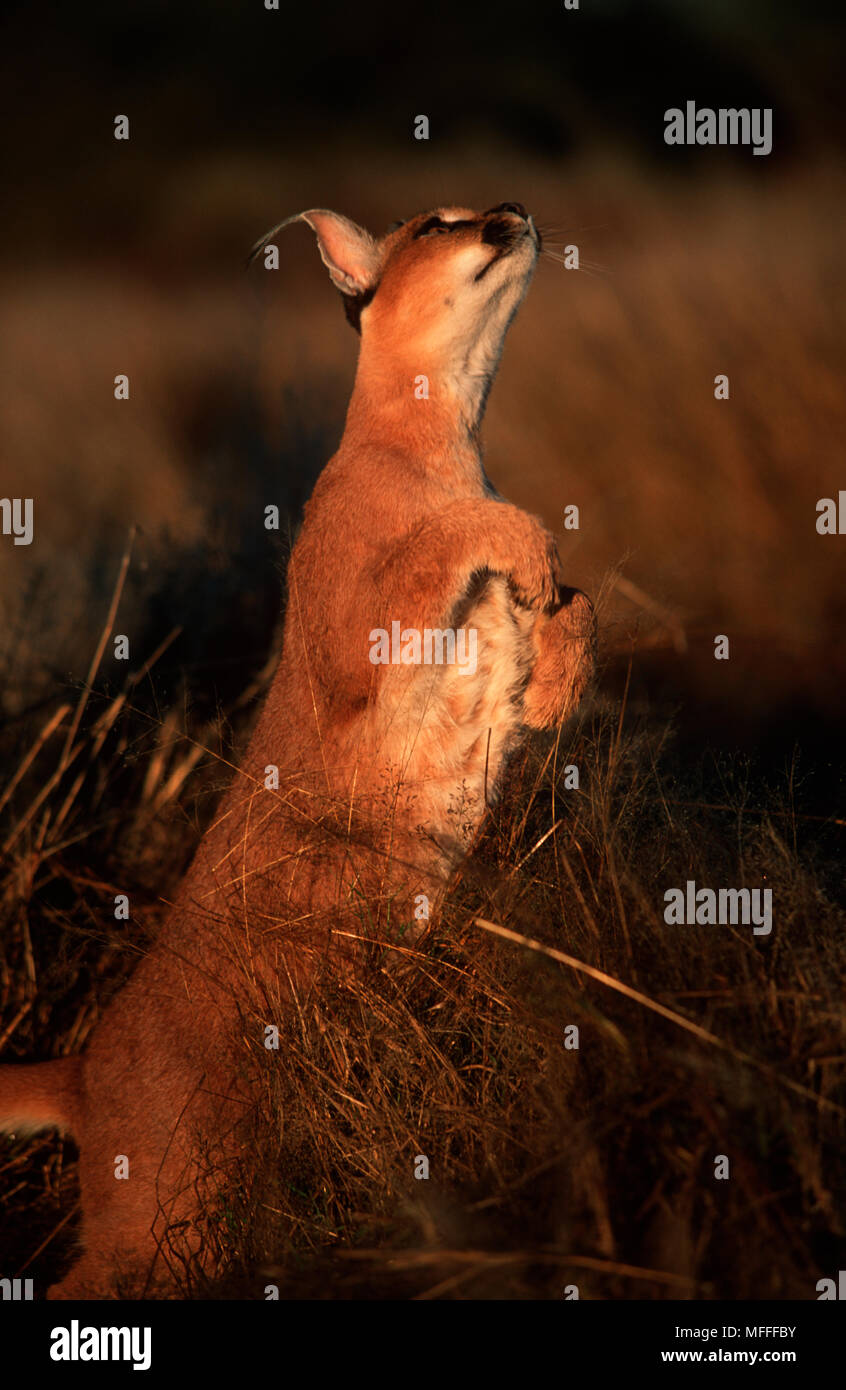 Caracal jumping hi-res stock photography and images - Alamy