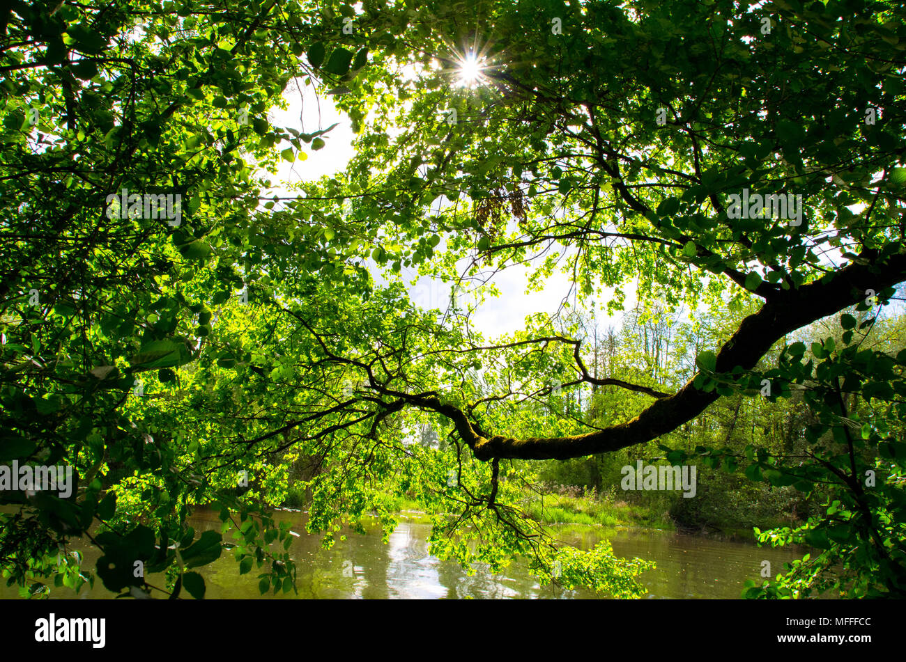 Rhine forest hi-res stock photography and images - Alamy