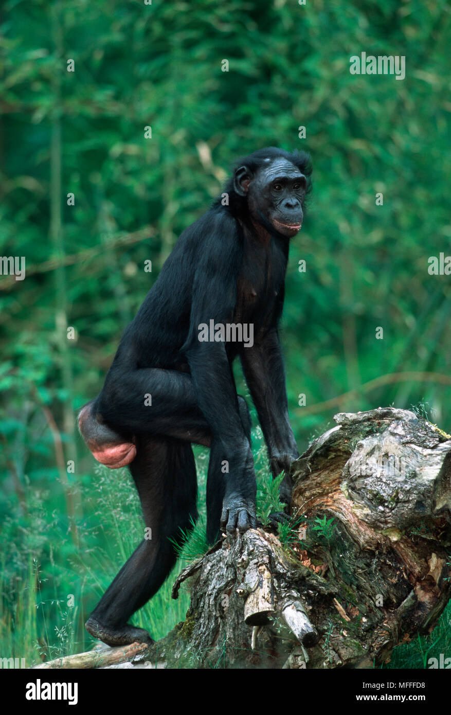 Oestrous hi-res stock photography and images - Alamy