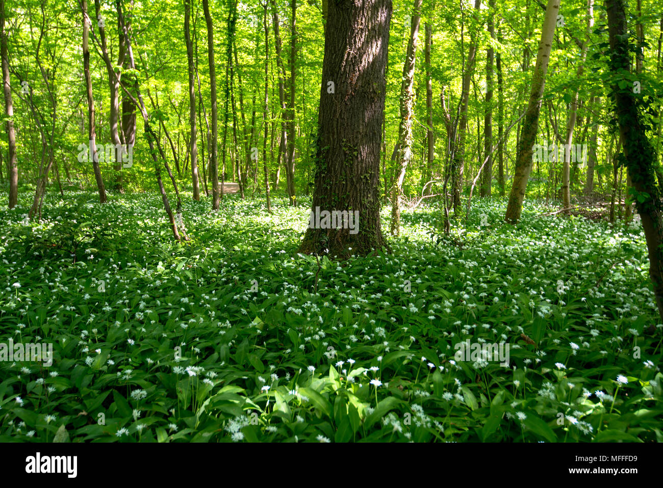 Rhine spring hi-res stock photography and images - Alamy