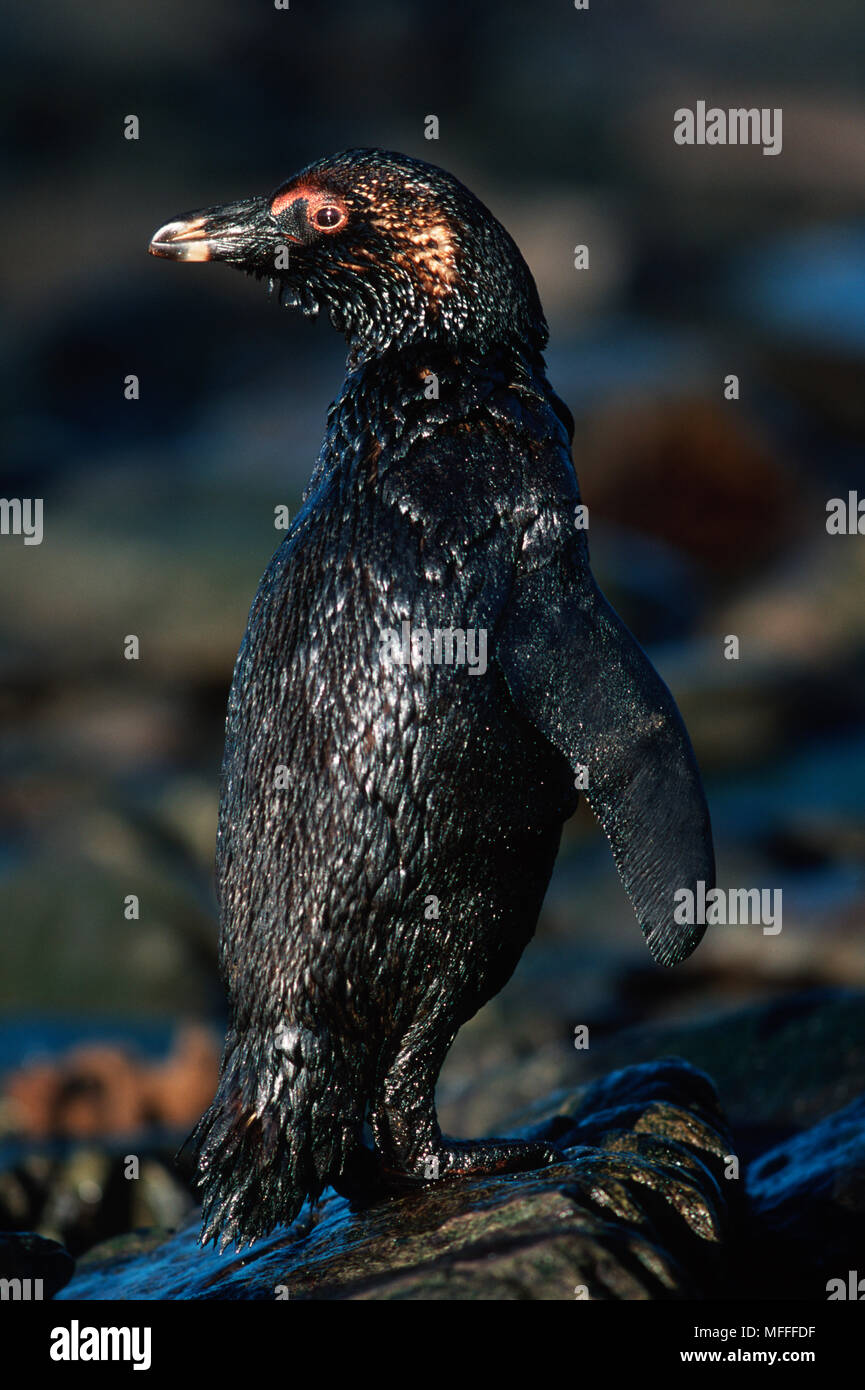 Bird covered in oil hi-res stock photography and images - Alamy