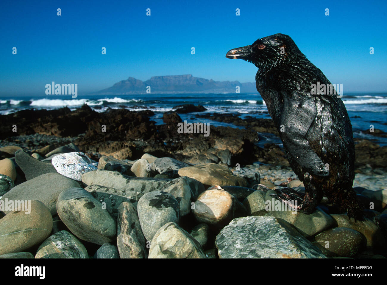 JACKASS OR AFRICAN PENGUIN Spheniscus demersus Bird covered in oil from ...