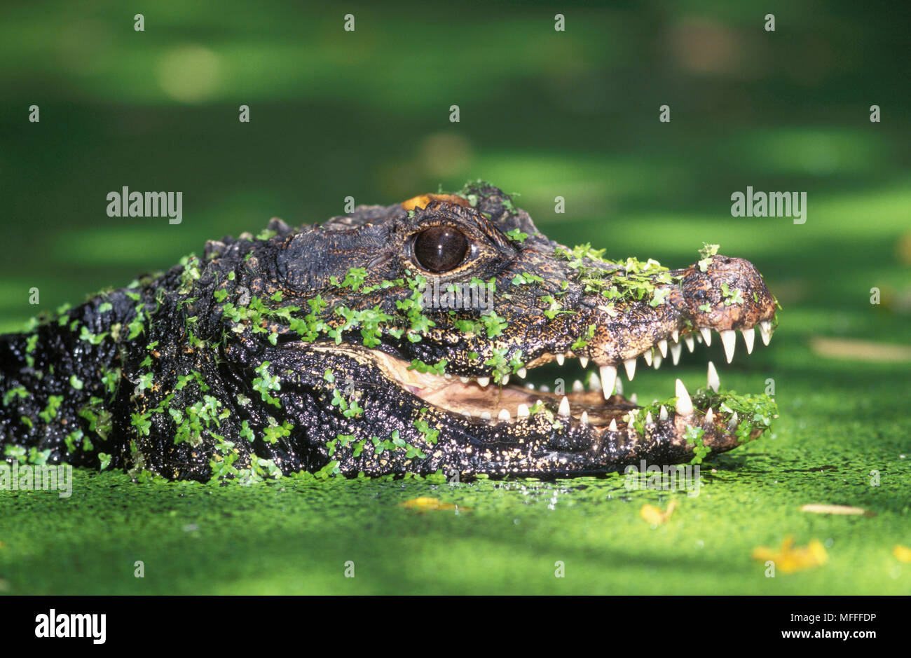 DWARF CROCODILE Osteolaemus tetraspis Endangered Stock Photo - Alamy