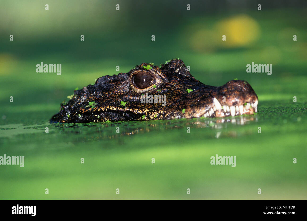 DWARF CROCODILE Osteolaemus tetraspis Endangered Stock Photo - Alamy