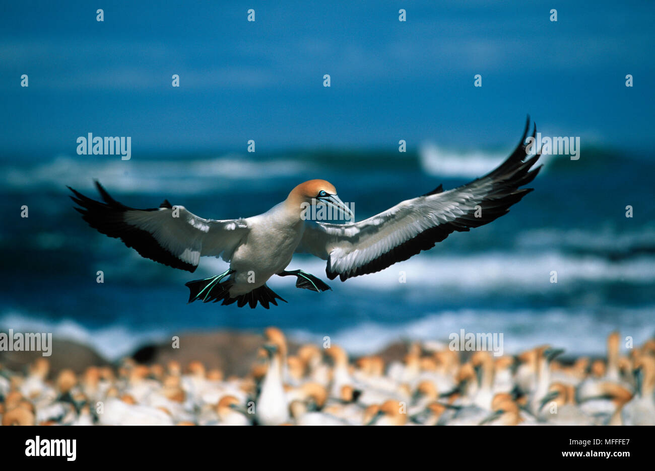 CAPE GANNET Morus capensis Coming in to land, Breeding colony, Bird ...