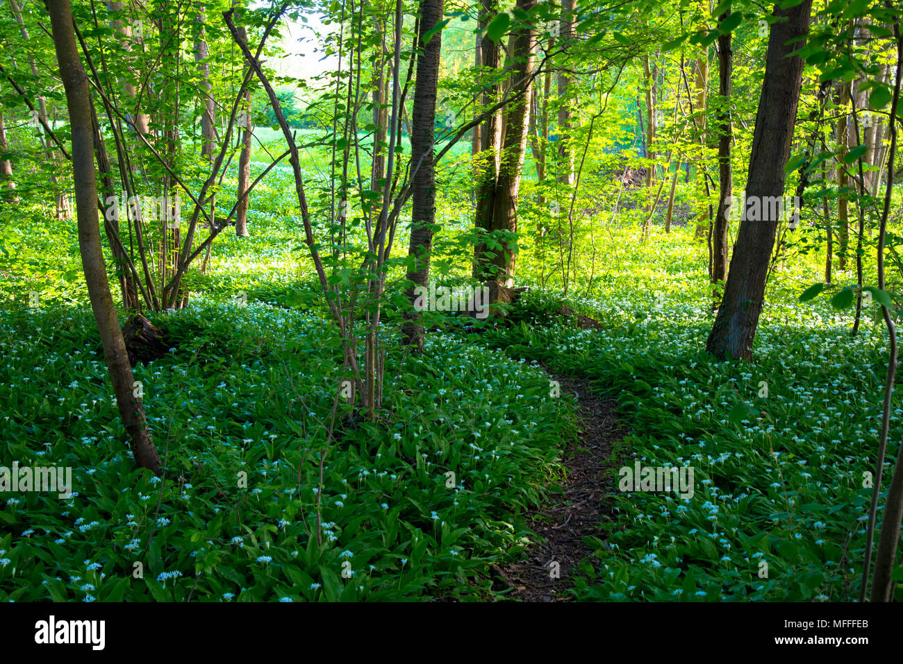 Rhine spring hi-res stock photography and images - Alamy