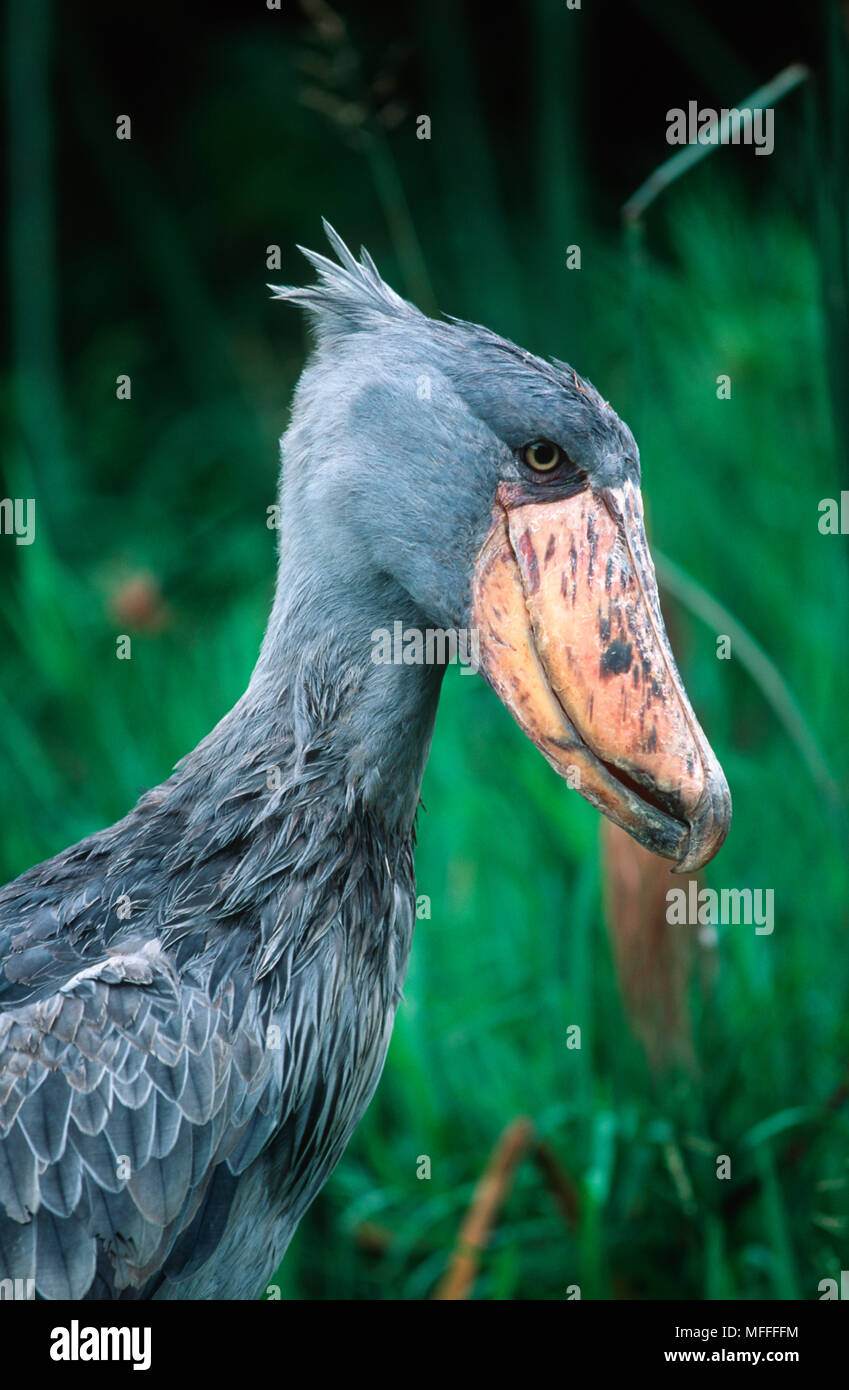 SHOEBILL STORK Balaeniceps rex Stock Photo - Alamy