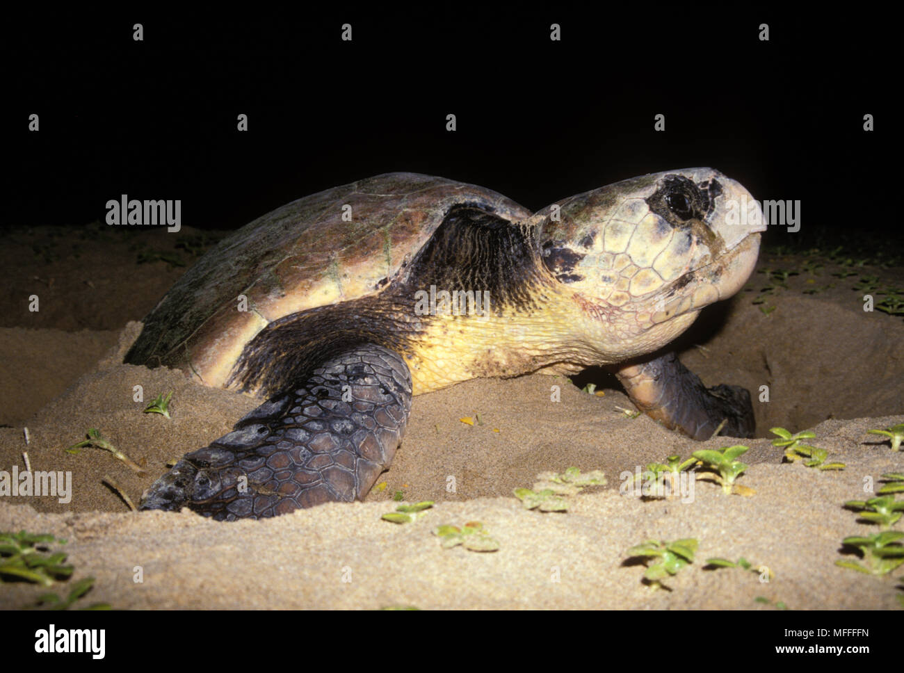 LOGGERHEAD TURTLE Caretta caretta female digging nest Stock Photo - Alamy