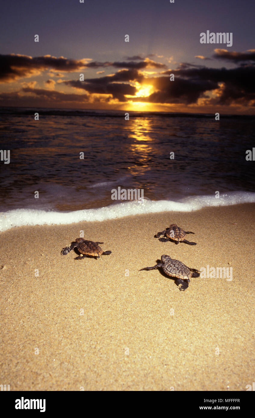 LOGGERHEAD TURTLE hatchlings Caretta caretta hatchlings heading out to ...