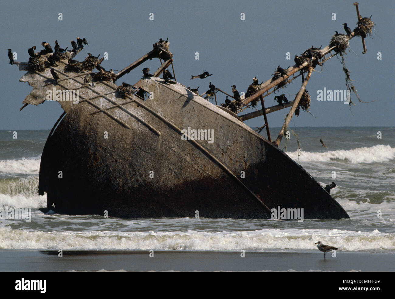 WHITE-BREASTED CORMORANTS Phalacrocorax carbo group nesting on ...