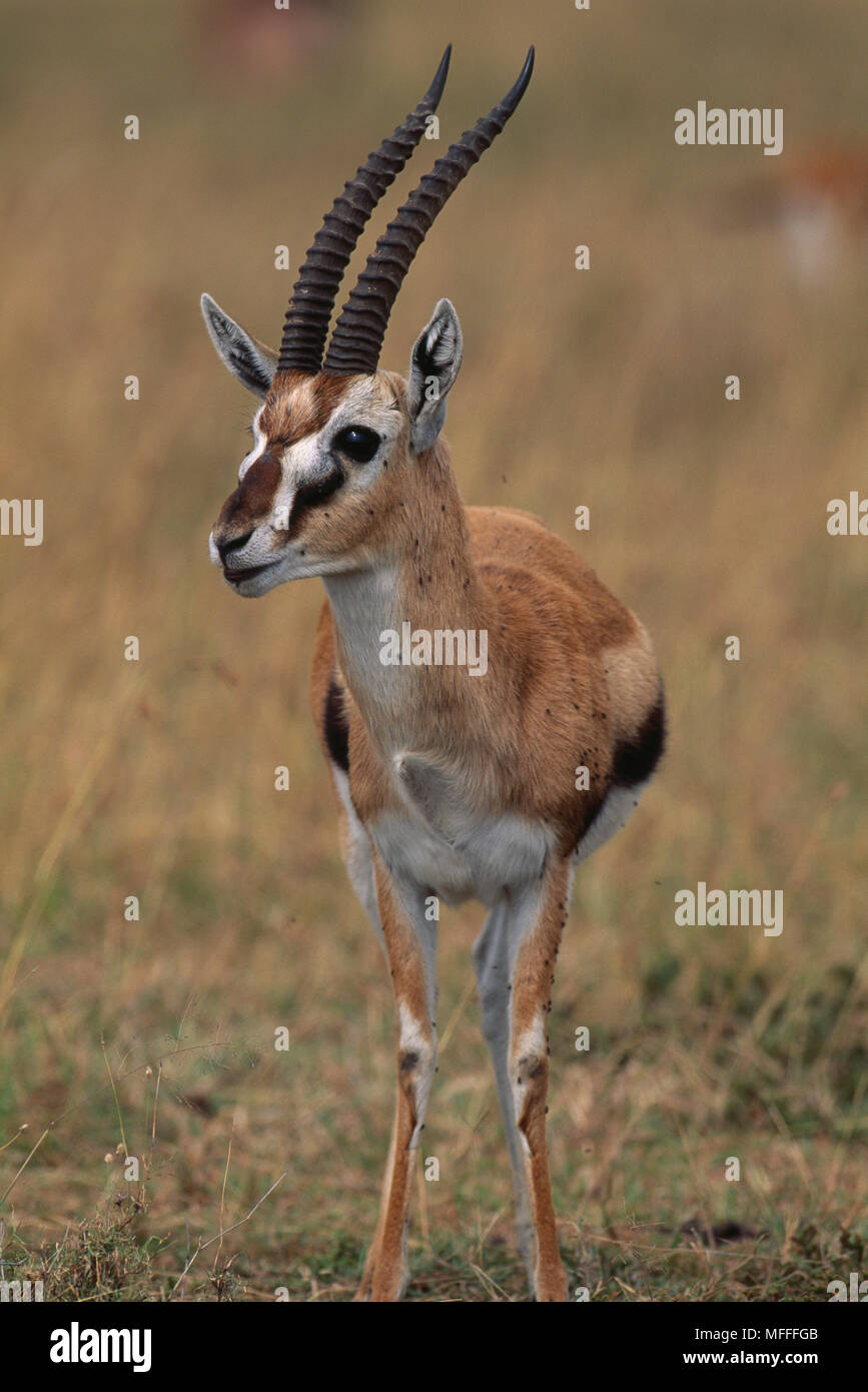 THOMSON'S GAZELLE male Gazella thomsoni Stock Photo - Alamy
