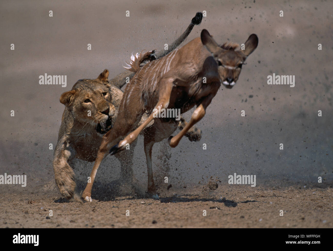 AFRICAN LION chasing kudu Panthera leo Etosha National Park, Namibia Stock Photo - Alamy