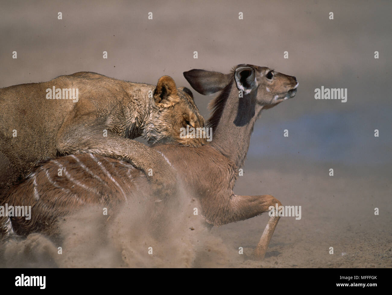 Lion hunting antelopes hi-res stock photography and images - Alamy