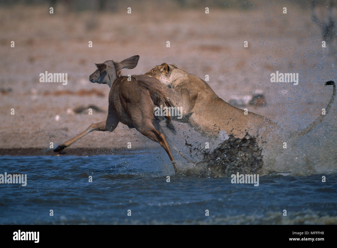 AFRICAN LION about to catch kudu Panthera leo Etosha National Park ...