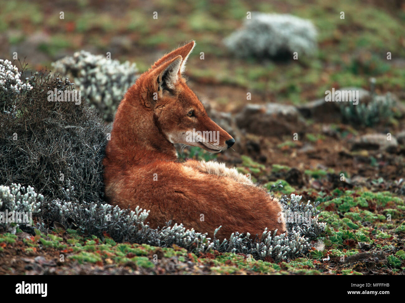 ETHIOPIAN WOLF or SIMIEN JACKAL Canis simensis Bale Mountains National ...
