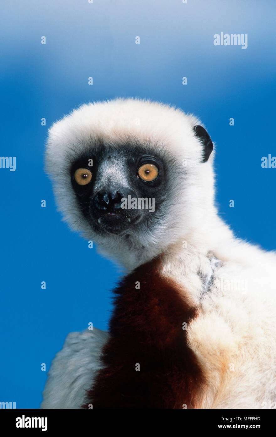 COQUEREL'S SIFAKA LEMUR Propithecus verreauxi coquereli Northwestern ...