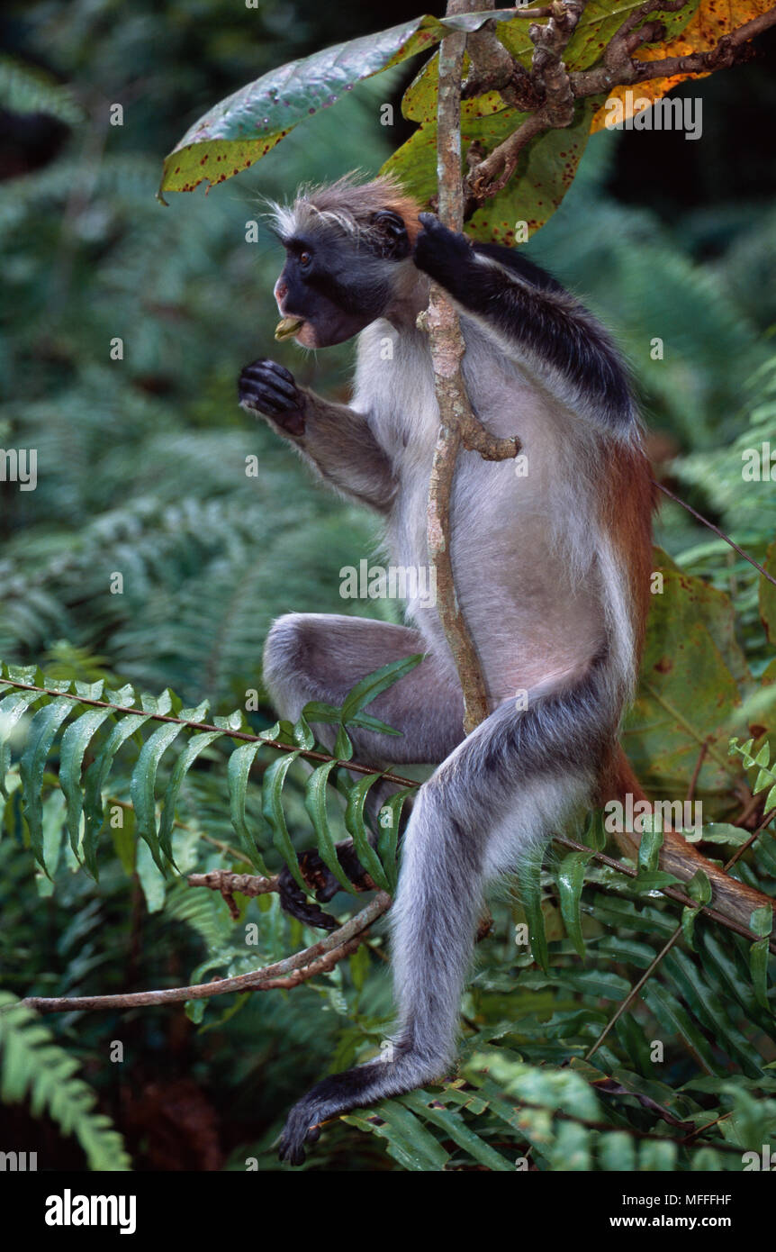 Tanzania subspecies hi-res stock photography and images - Alamy