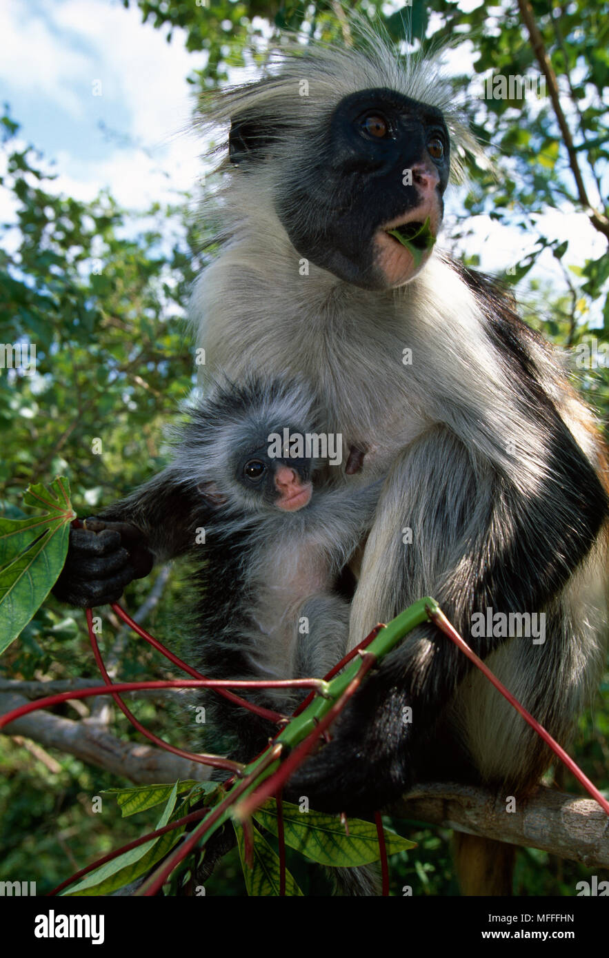 ZANZIBAR RED COLOBUS MONKEYS Procolobus badius kirkii female & young ...