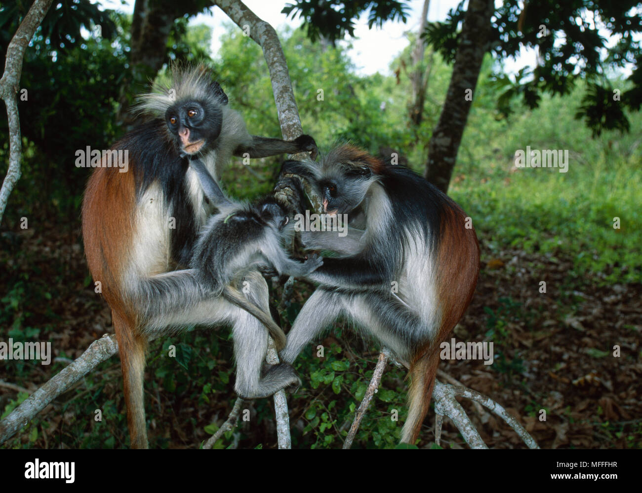 ZANZIBAR RED COLOBUS MONKEYS Procolobus badius kirkii female & young ...