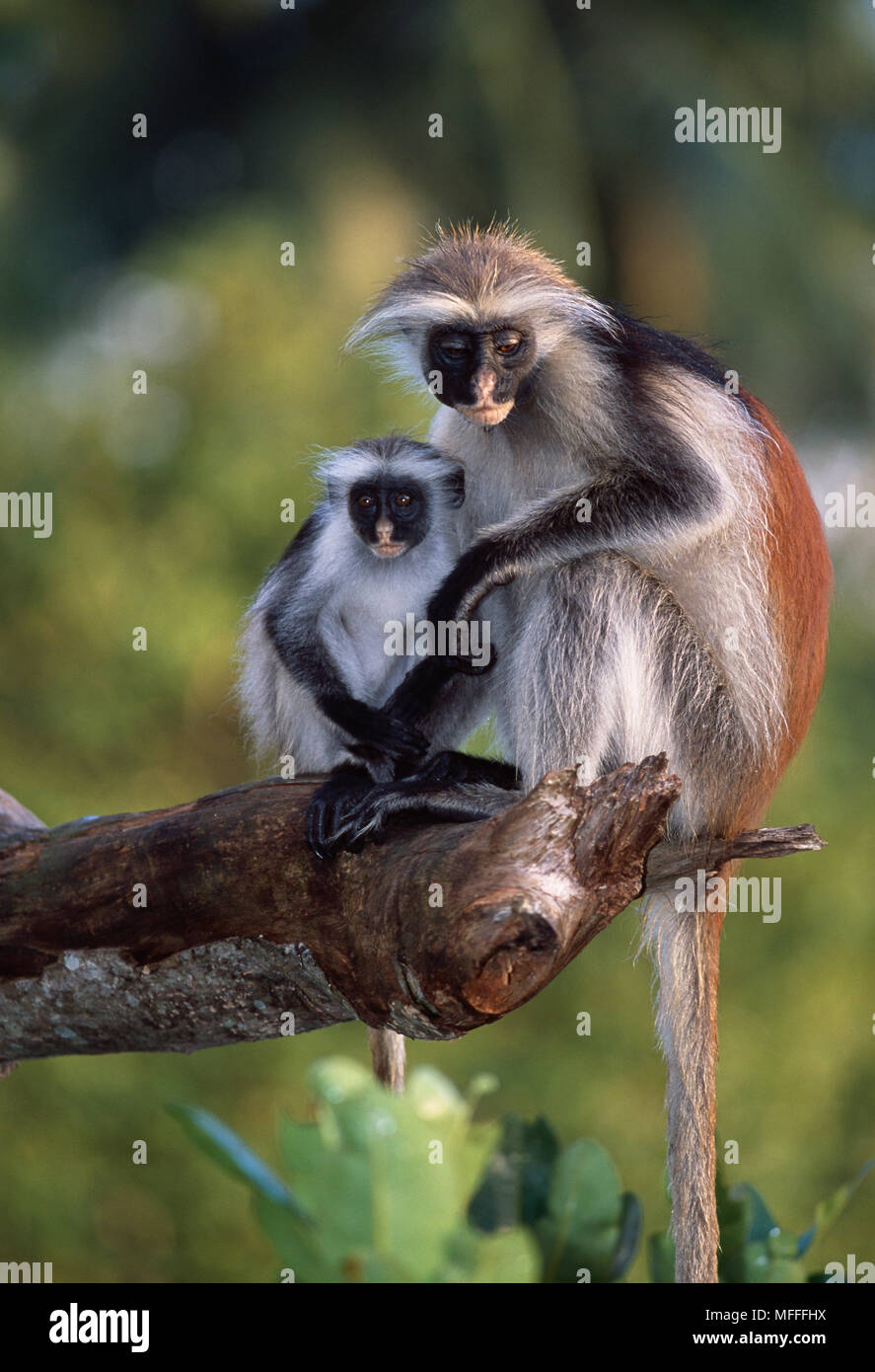 ZANZIBAR RED COLOBUS MONKEYS Procolobus badius kirkii female & young ... ZANZIBAR RED COLOBUS MONKEYS Procolobus badius kirkii female & young ...