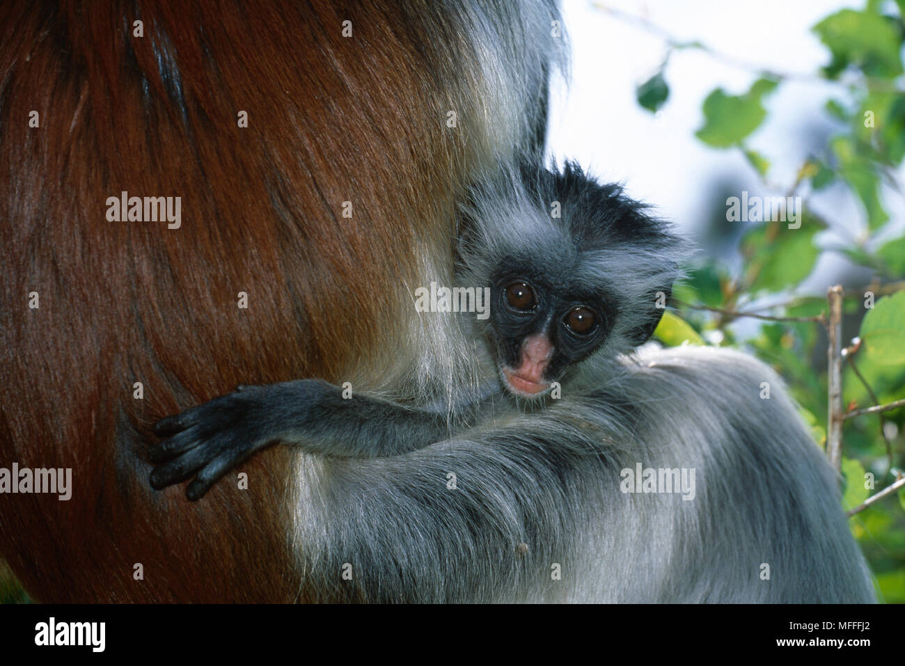 ZANZIBAR RED COLOBUS MONKEYS Procolobus badius kirkii female & young ... ZANZIBAR RED COLOBUS MONKEYS Procolobus badius kirkii female & young ...
