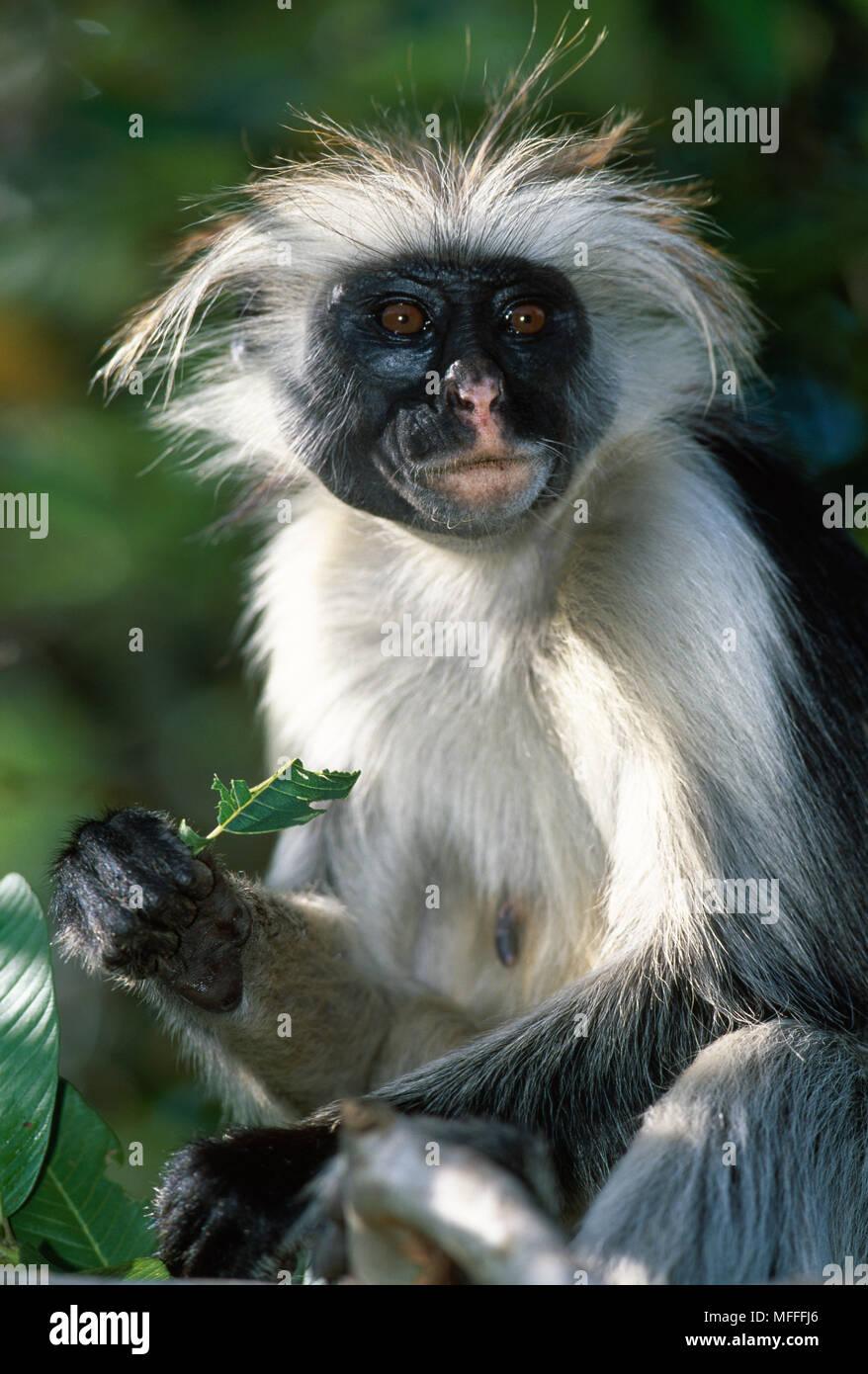 ZANZIBAR RED COLOBUS MONKEY Procolobus badius kirkii feeding on leaf ... ZANZIBAR RED COLOBUS MONKEY Procolobus badius kirkii feeding on leaf ...