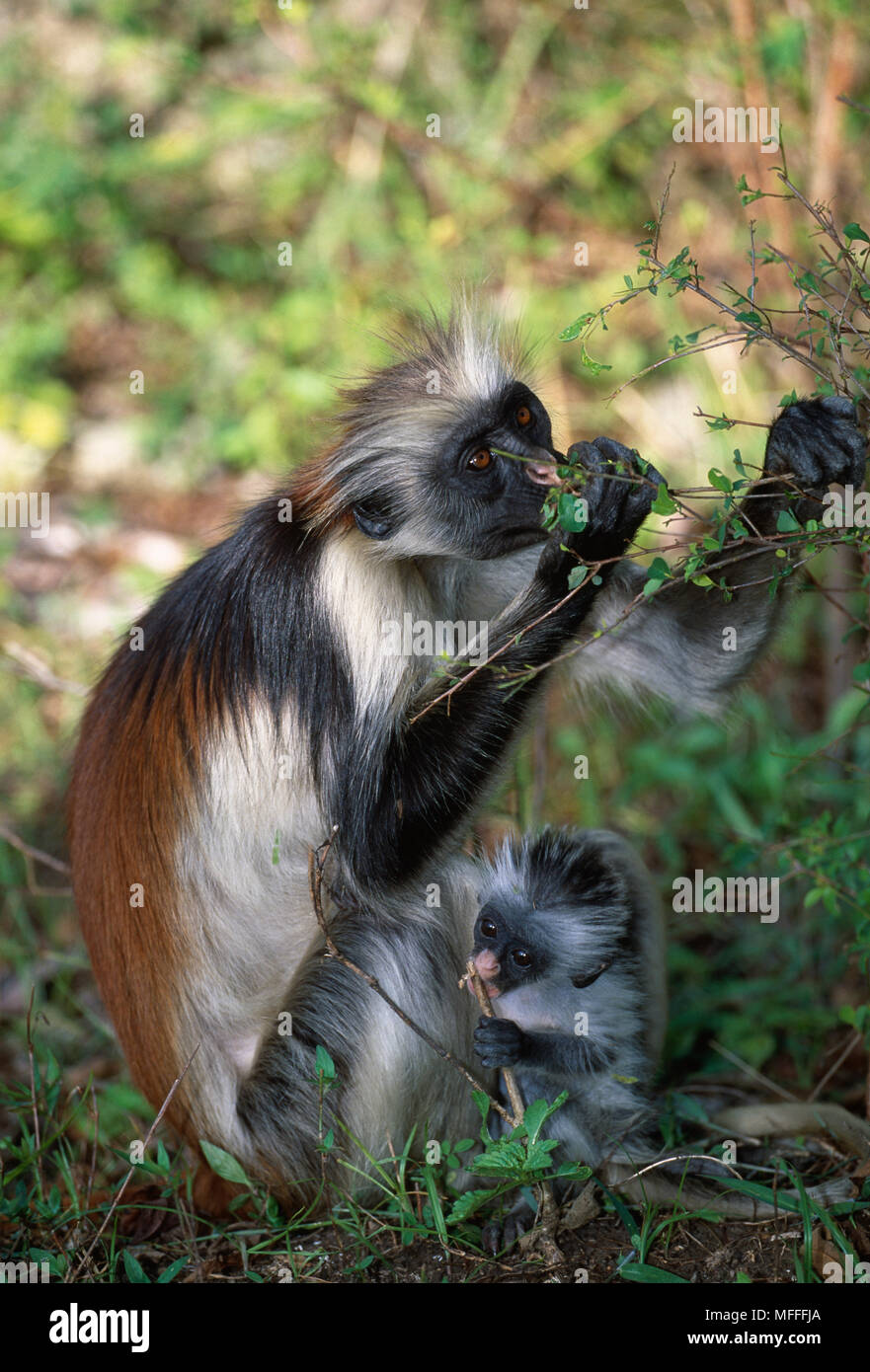 Mha005509a hi-res stock photography and images - Alamy