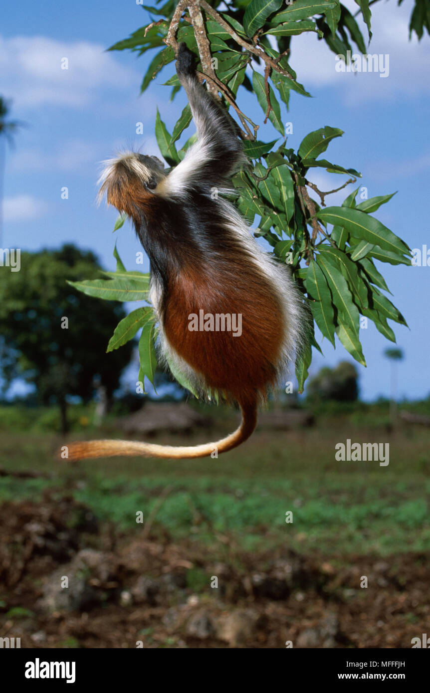 ZANZIBAR RED COLOBUS MONKEY Procolobus badius kirkii climbing tree ... ZANZIBAR RED COLOBUS MONKEY Procolobus badius kirkii climbing tree ...