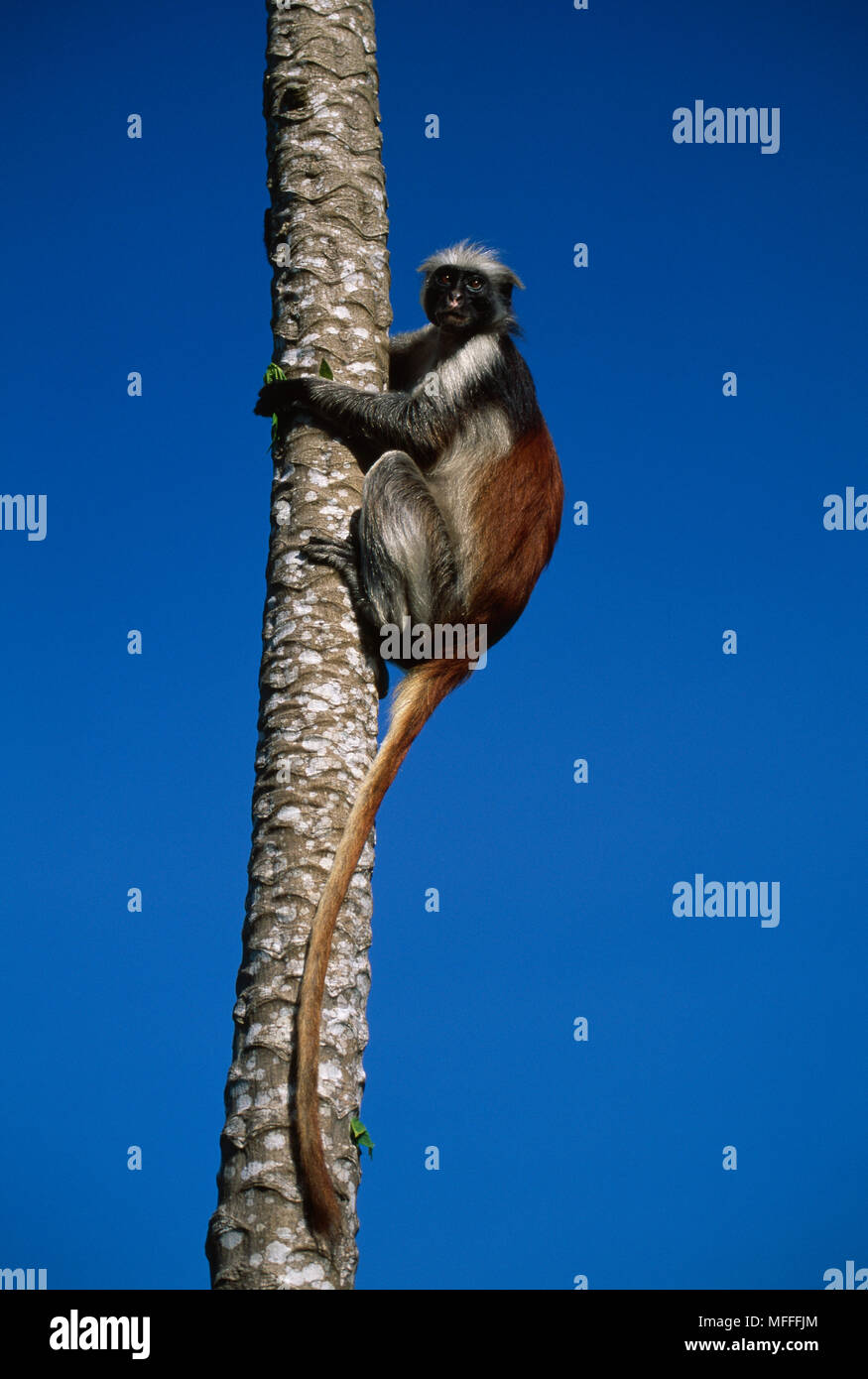 ZANZIBAR RED COLOBUS MONKEY Procolobus badius kirkii climbing tree to ... ZANZIBAR RED COLOBUS MONKEY Procolobus badius kirkii climbing tree to ...