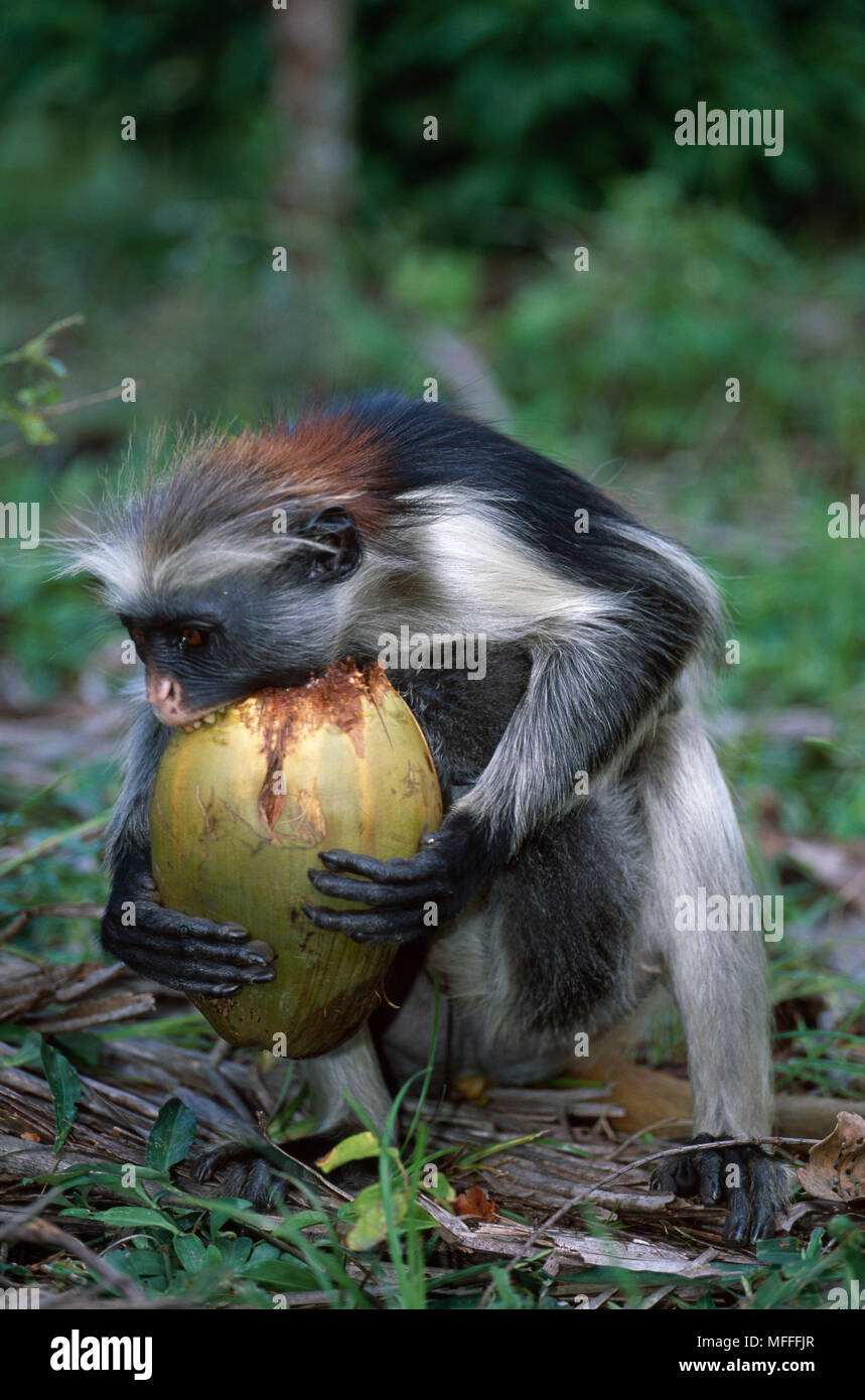 Monkey eating a coconut hi-res stock photography and images - Alamy