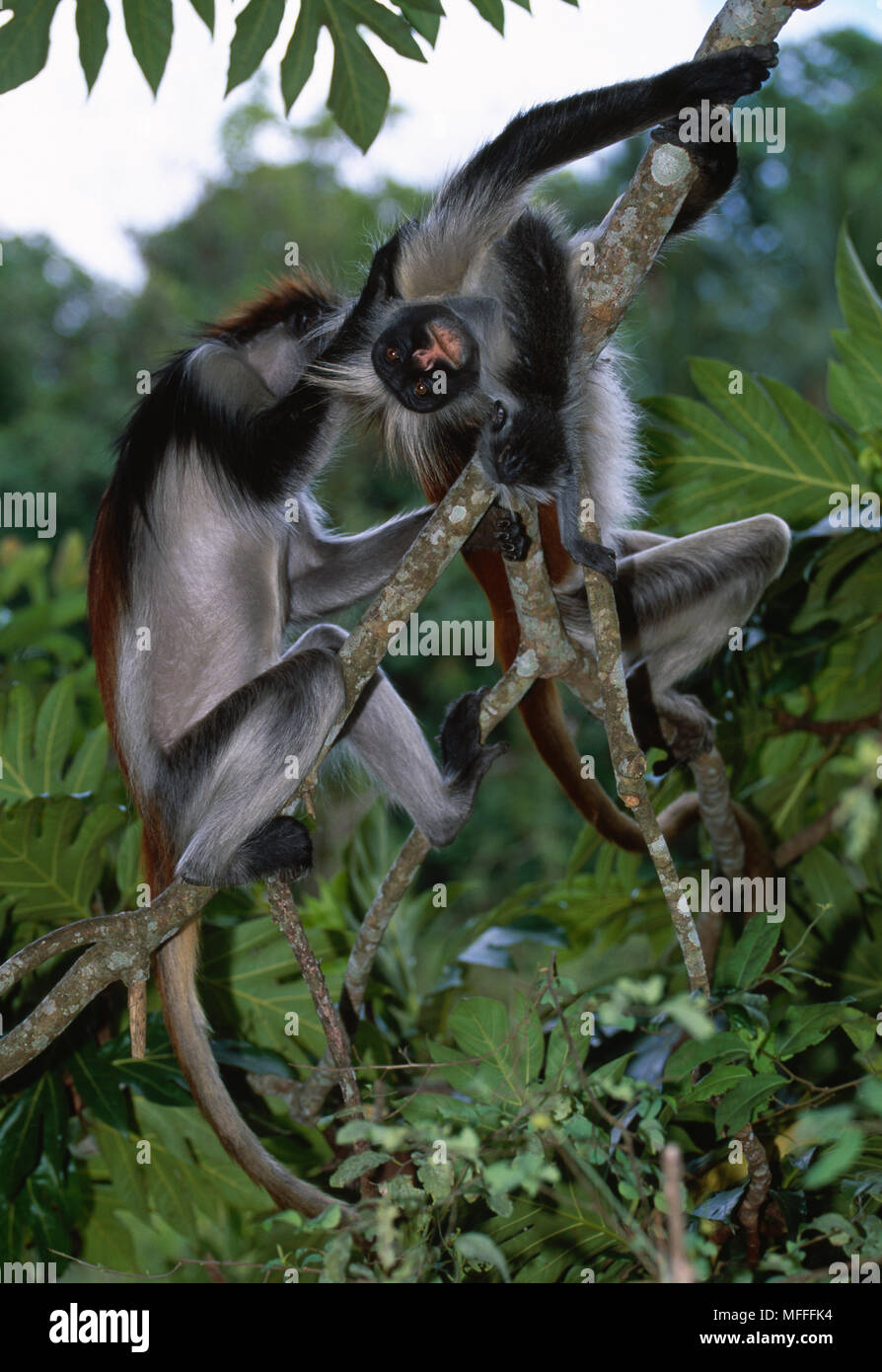 Colobus Monkeys Group High Resolution Stock Photography and Images - Alamy