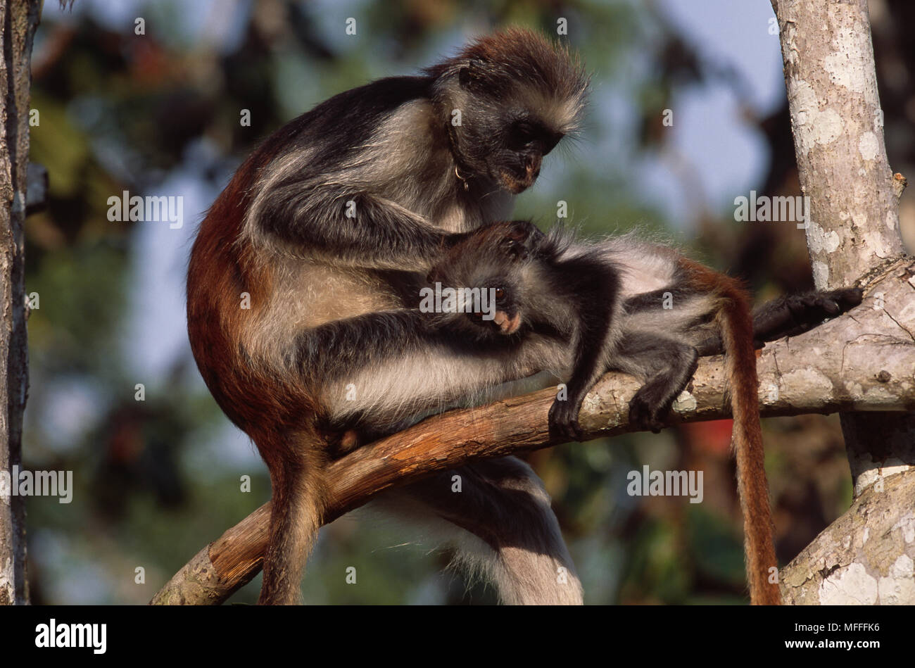 Colobus Monkeys Group High Resolution Stock Photography and Images - Alamy