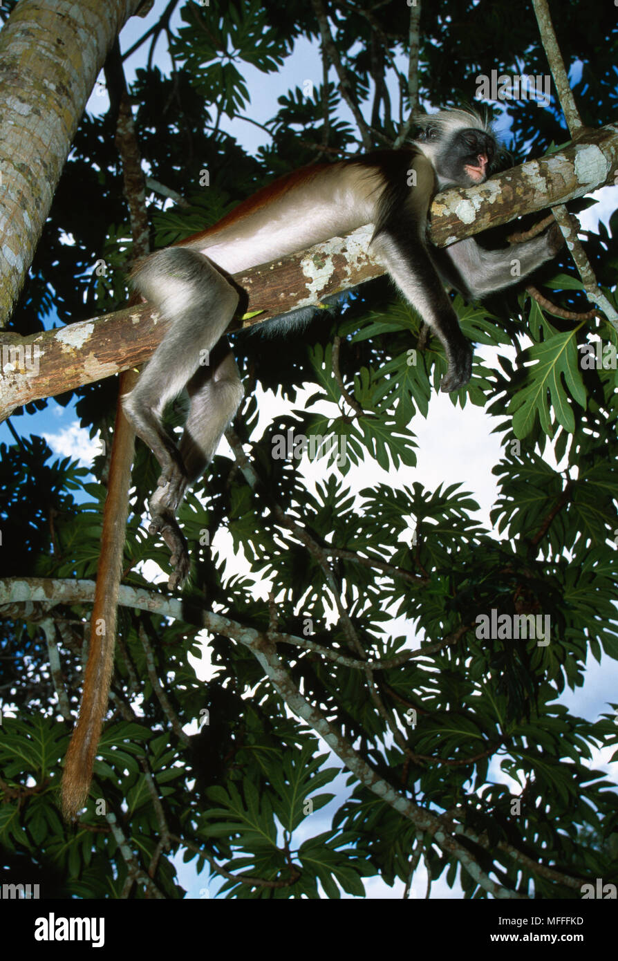 ZANZIBAR RED COLOBUS MONKEY Procolobus badius kirkii sleeping ... ZANZIBAR RED COLOBUS MONKEY Procolobus badius kirkii sleeping ...
