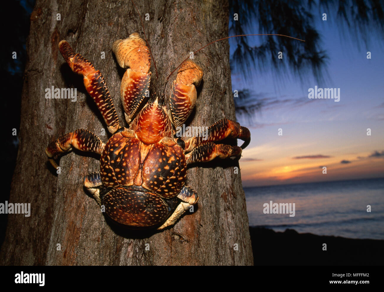 Mha005542a hi-res stock photography and images - Alamy