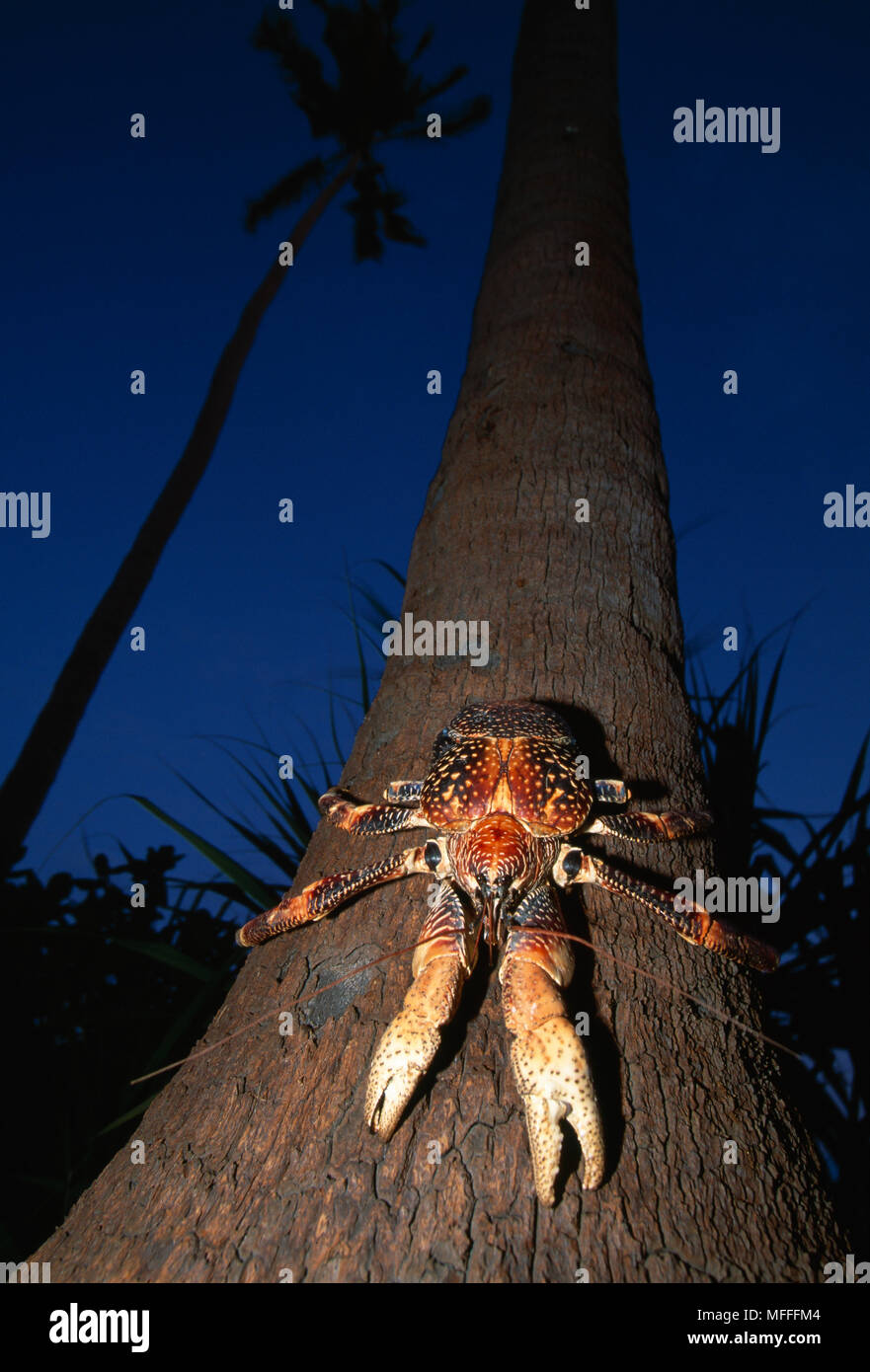 ROBBER or COCONUT CRAB Birgus latro descending tree Rare species ...