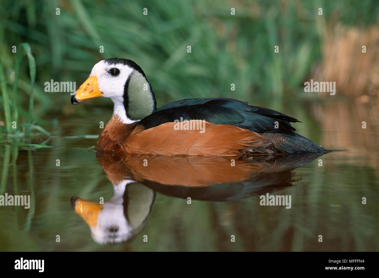 Male african pygmy goose hi-res stock photography and images - Alamy