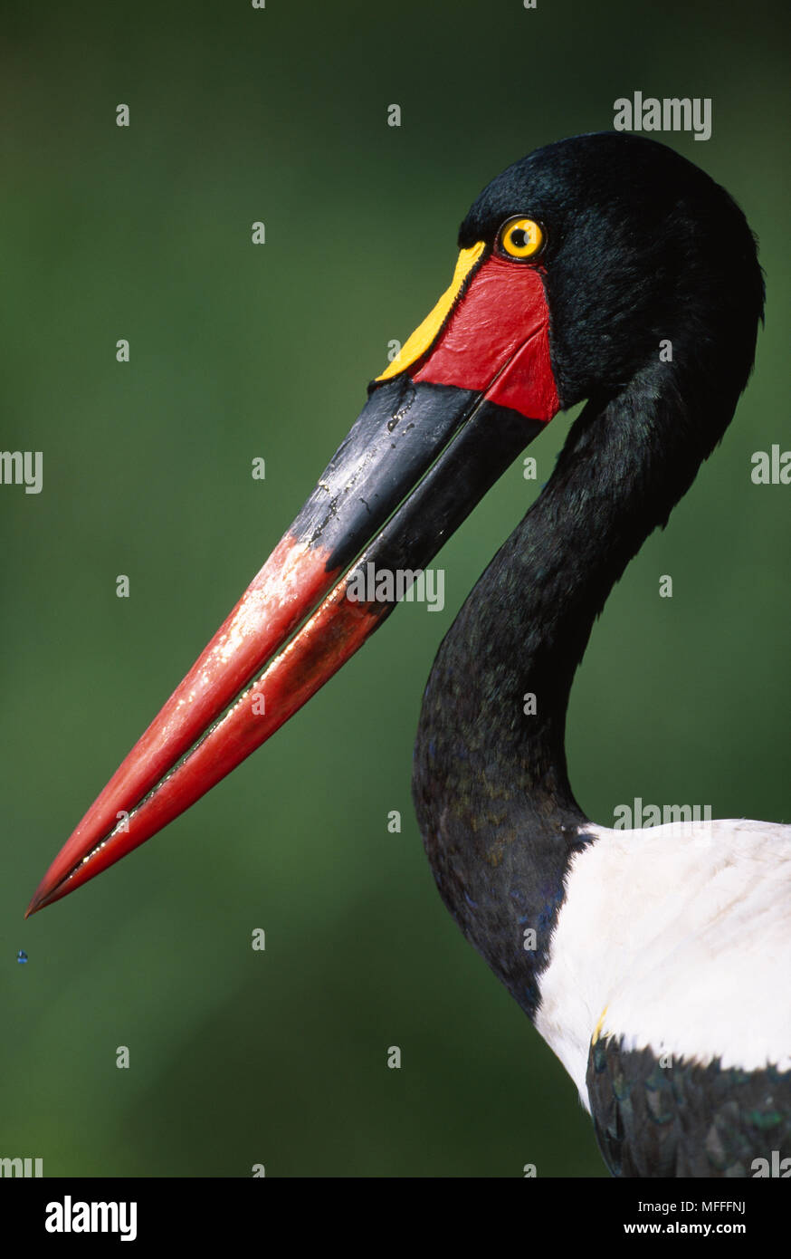 SADDLEBILLED STORK head detail Ephippiorhyncus senegalensis Sub-Saharan ...