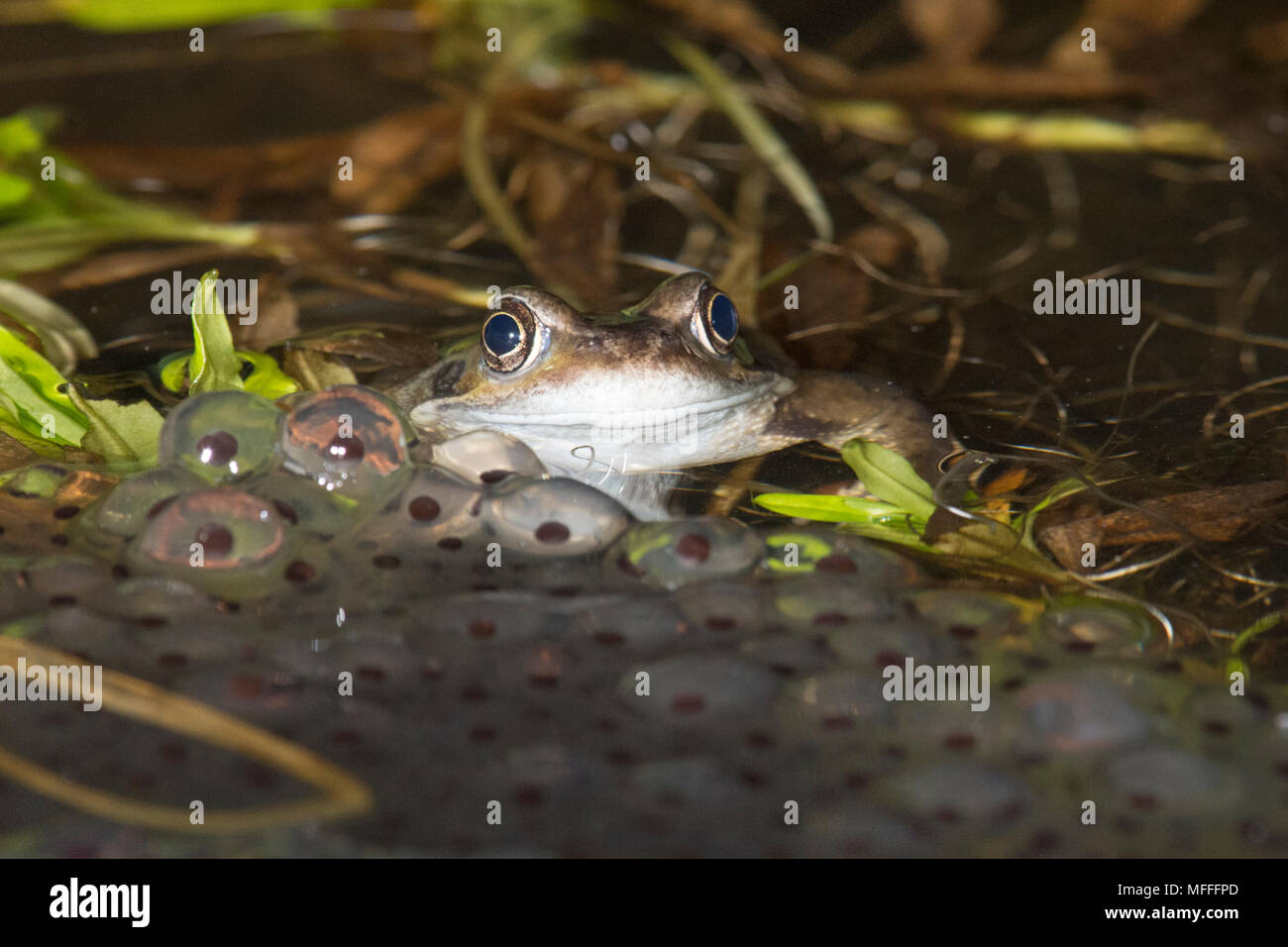 Common Frog, Rana temporaria, male waiting for more females. spawn ...