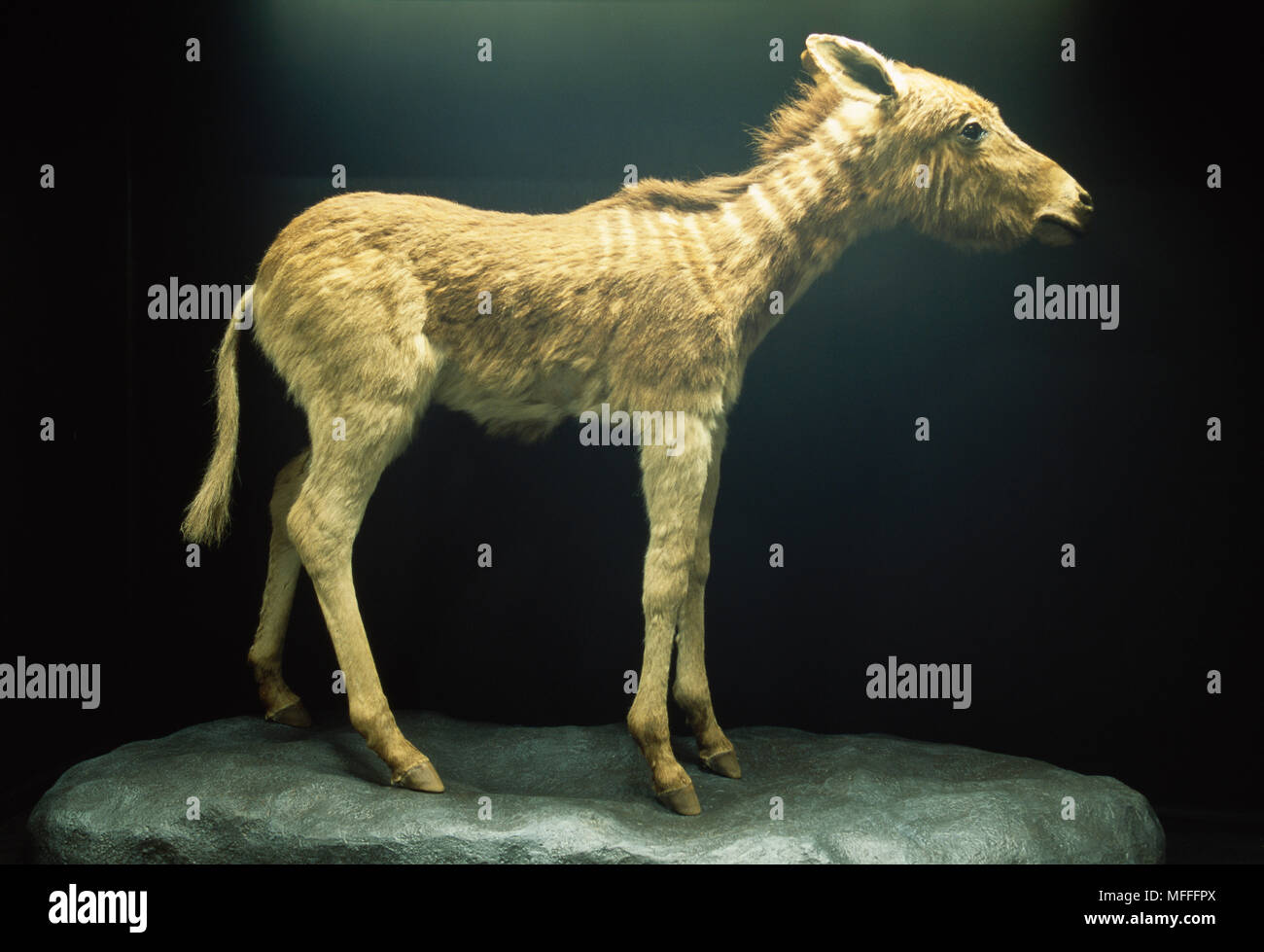 QUAGGA foal - museum specimen Equus quagga quagga Hunted to extinction ...