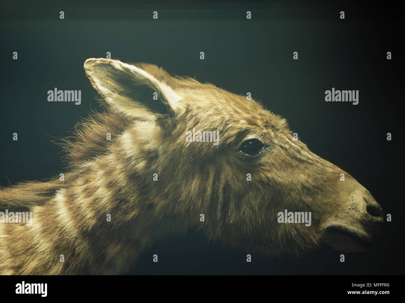 Quagga Extinct Stock Photos & Quagga Extinct Stock Images - Alamy