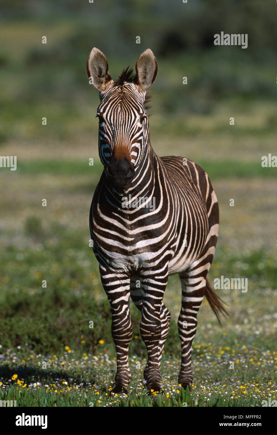 Regions endemic hi-res stock photography and images - Alamy
